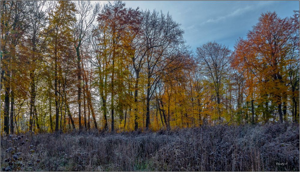 - halb & halb - Foto & Bild | landschaften, park, wald Bilder auf ...