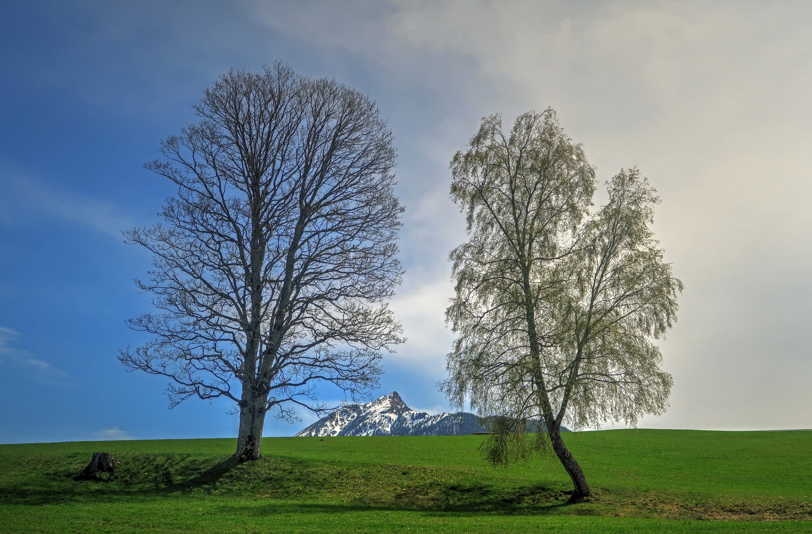 Halb und halb Foto & Bild | landschaften, bäume, baum Bilder auf ...