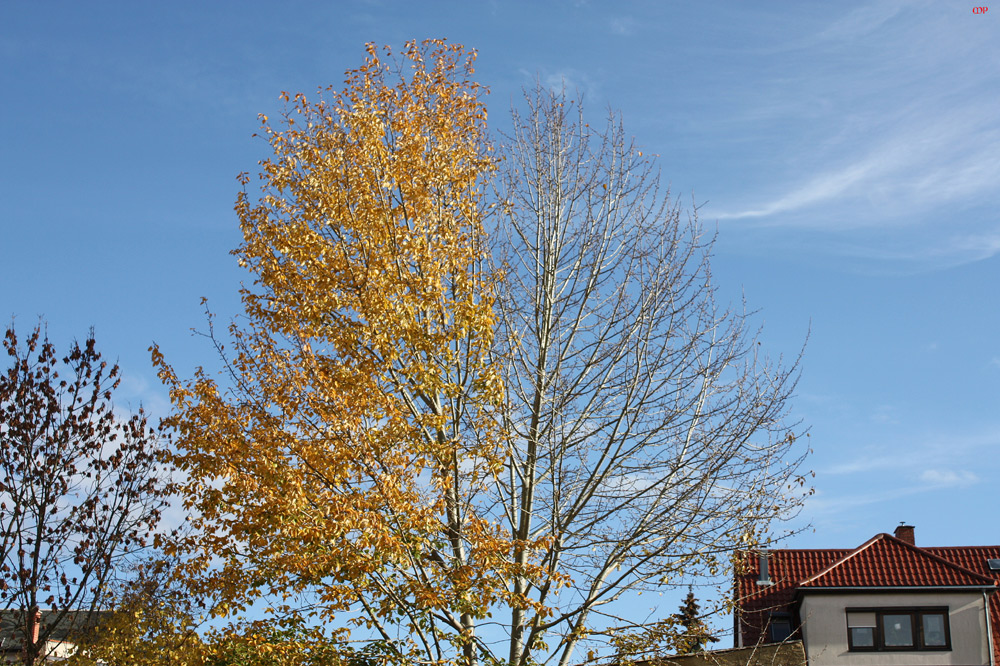 Halb und Halb Foto & Bild | pflanzen, pilze & flechten, bäume ...