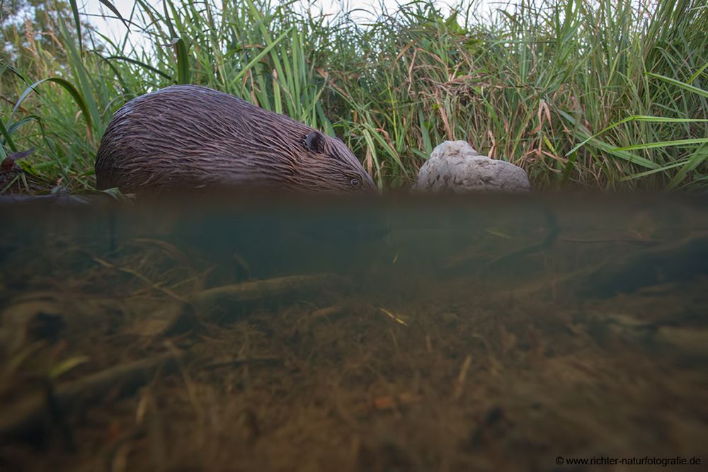 Halb und halb Foto & Bild | tiere, wildlife, säugetiere Bilder auf ...