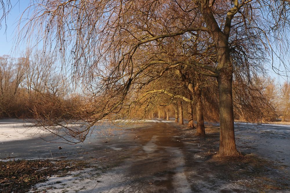 Halballee im Winter Foto & Bild | landschaften, januar, bäume Bilder auf fotocommunity