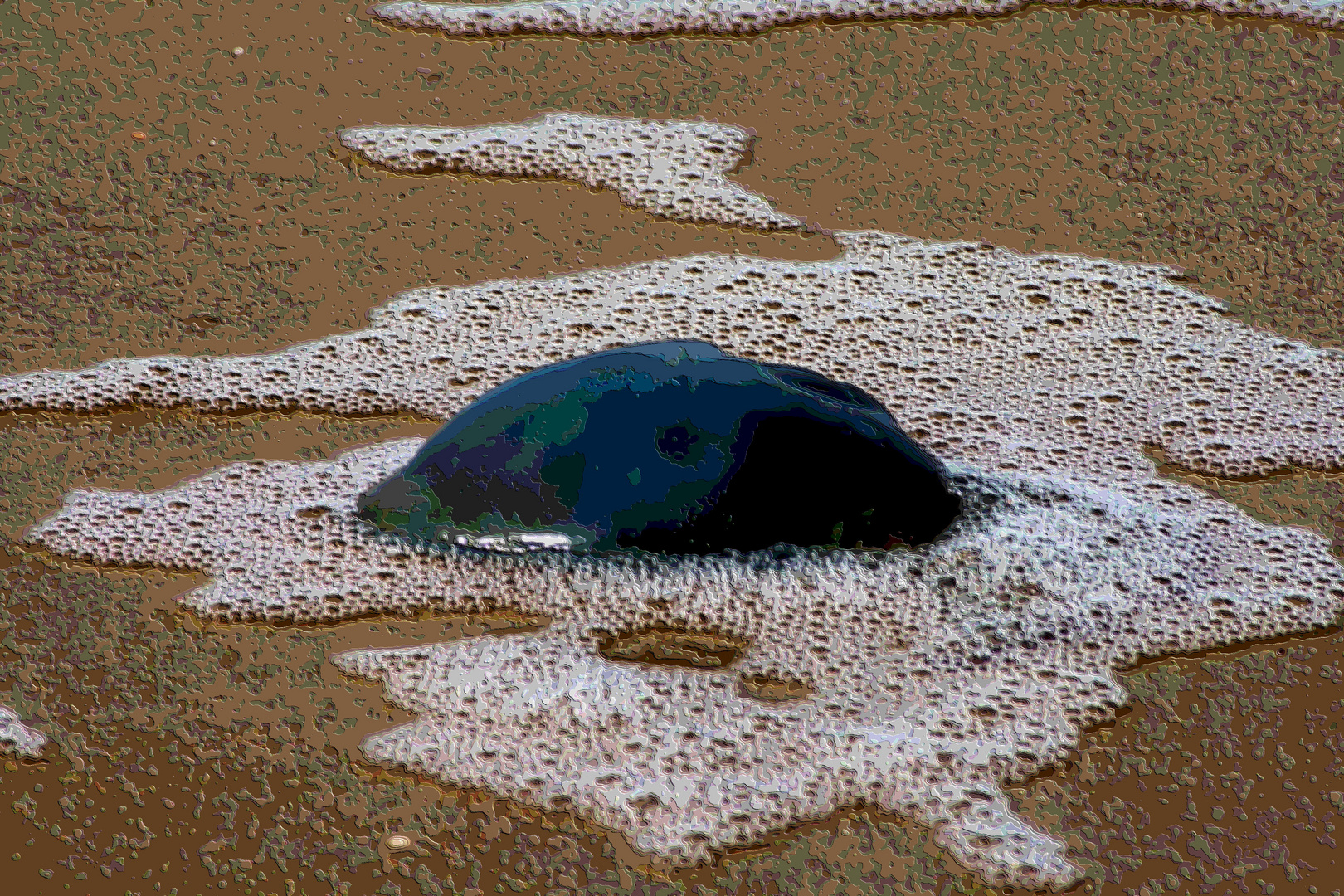 Halbe "Mutter-Erde" oder eine Qualle? Foto & Bild | tiere, wildlife ...