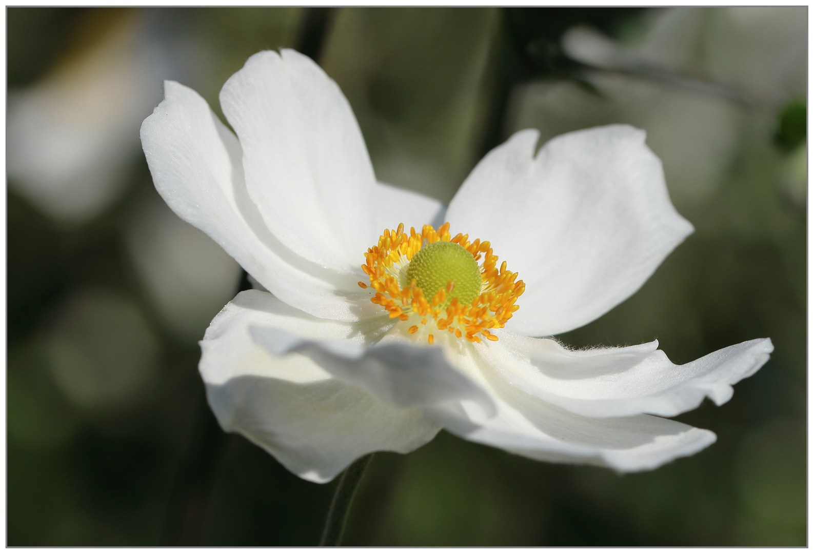 Halbschatten Foto & Bild | natur-kreativ, aufnahmetechniken, natur fine ...