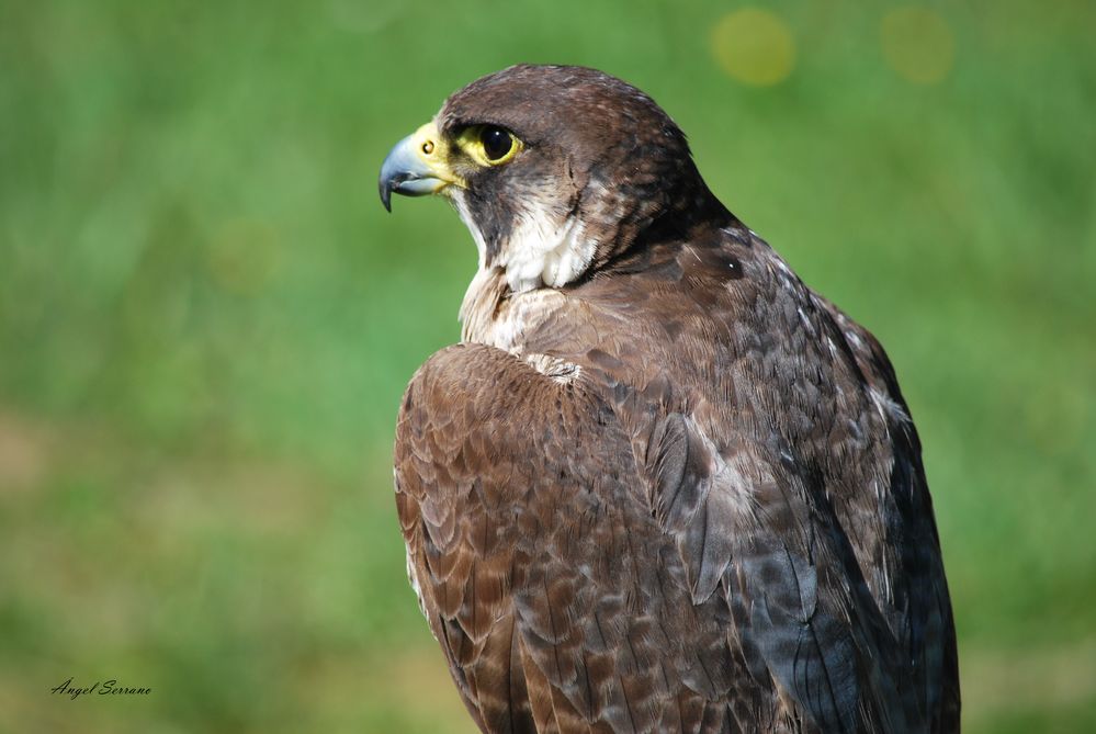 Hálcon. Imagen & Foto | animales, aves, naturaleza Fotos de fotocommunity