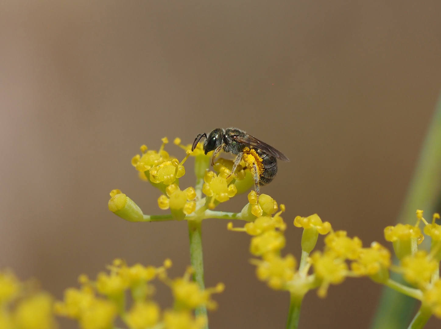 Halictus w Foto & Bild | spain, natur, spanien Bilder auf fotocommunity