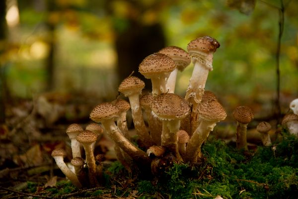 Maximilian Rosenfeld - Fotos & Bilder - Fotograf aus Wolfenbüttel ...