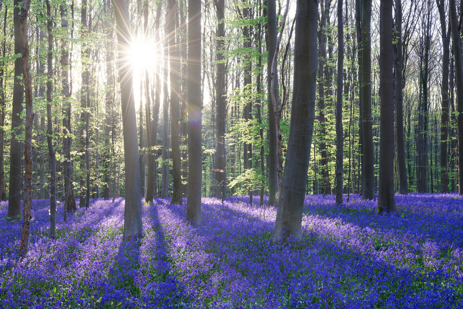 Hallerbos Foto & Bild | europe, benelux, landschaft Bilder auf ...