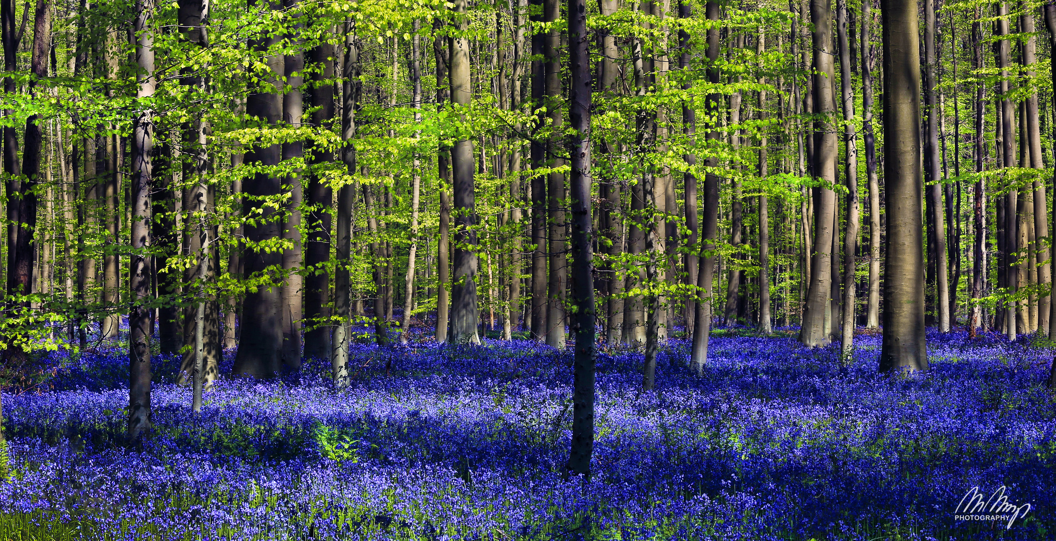 Hallerbos Foto & Bild | wald, blau, grün Bilder auf fotocommunity