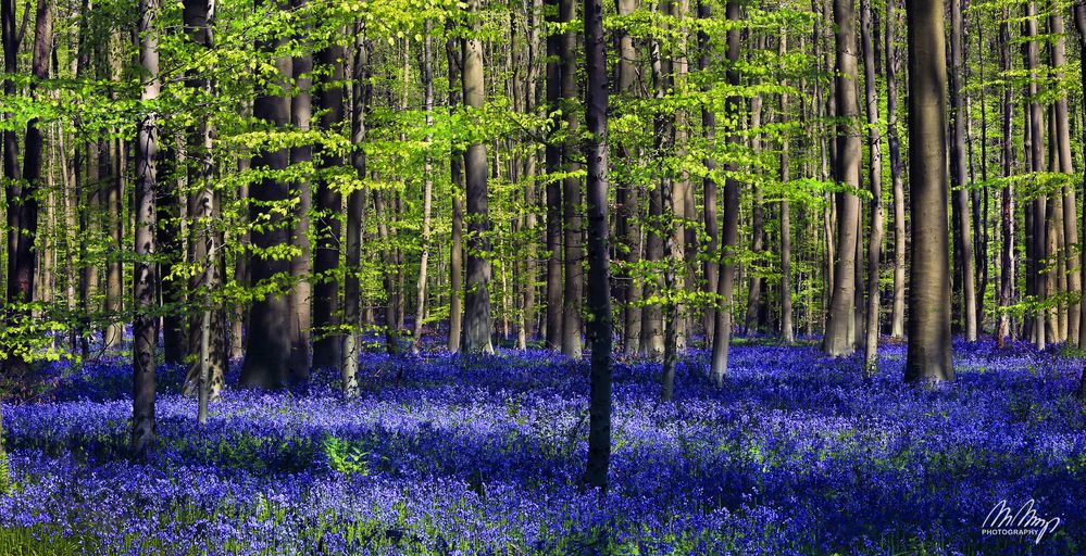 Hallerbos Foto & Bild | wald, blau, grün Bilder auf fotocommunity