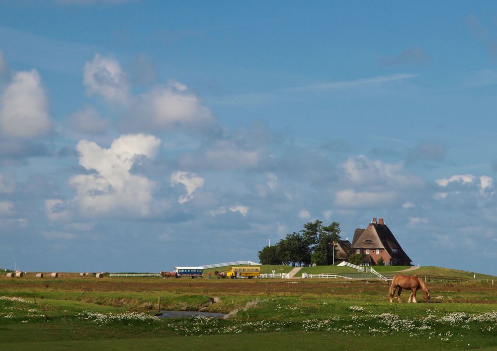 Hallig Hooge - Bild & Foto von Matthias Clausen aus Deutsche ...