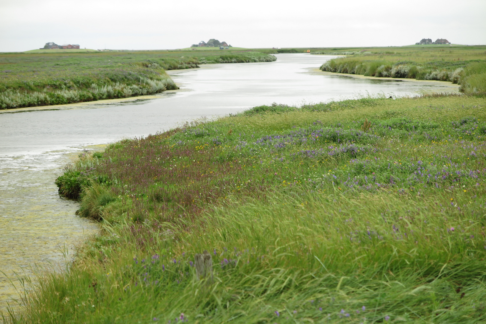 Hallig Hooge Juli 2017 Foto & Bild | deutschland, europe, schleswig ...