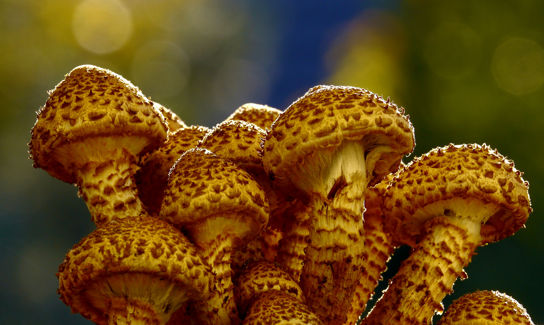 Hallimasch Foto & Bild | naturimpressionen..., natur, herbst Bilder auf ...