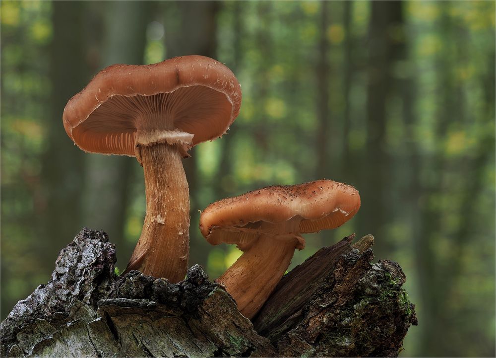 Hallimasch Foto & Bild | natur, herbst, nahaufnahme Bilder auf ...