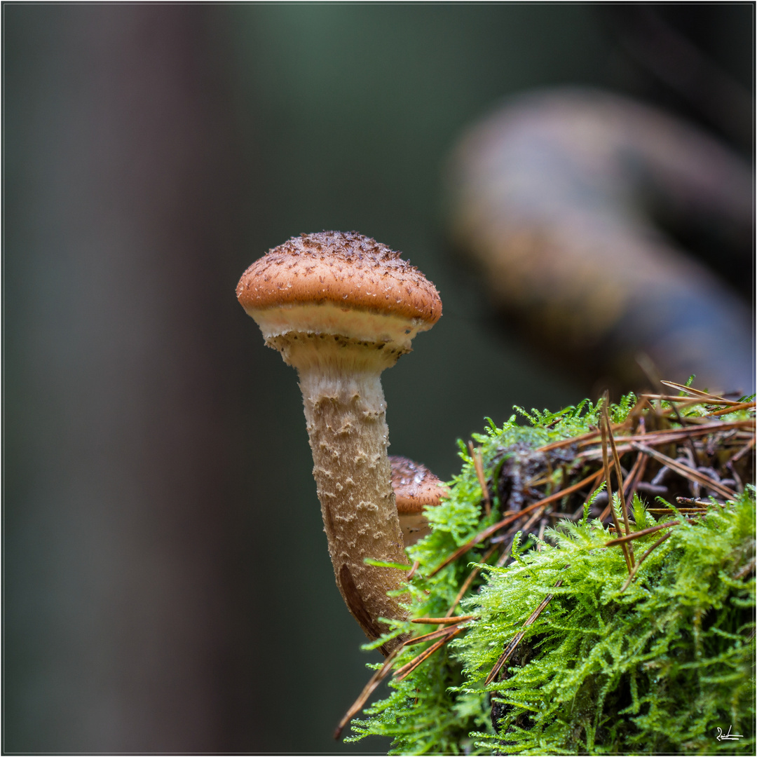 Hallimasch Foto & Bild | pflanzen, pilze & flechten, pilze & flechten ...