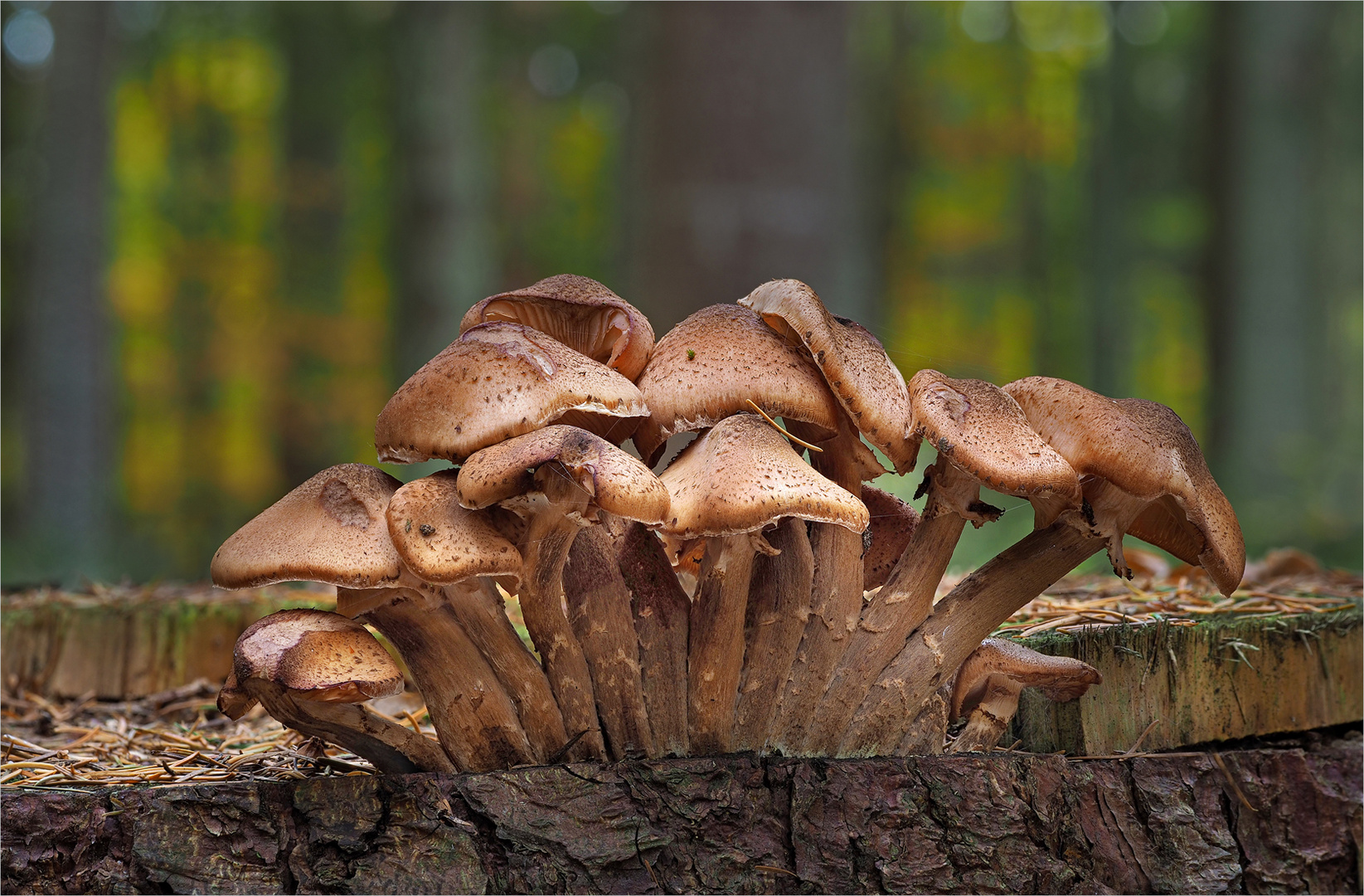 Hallimasch Foto & Bild | makro, bäume, natur Bilder auf fotocommunity