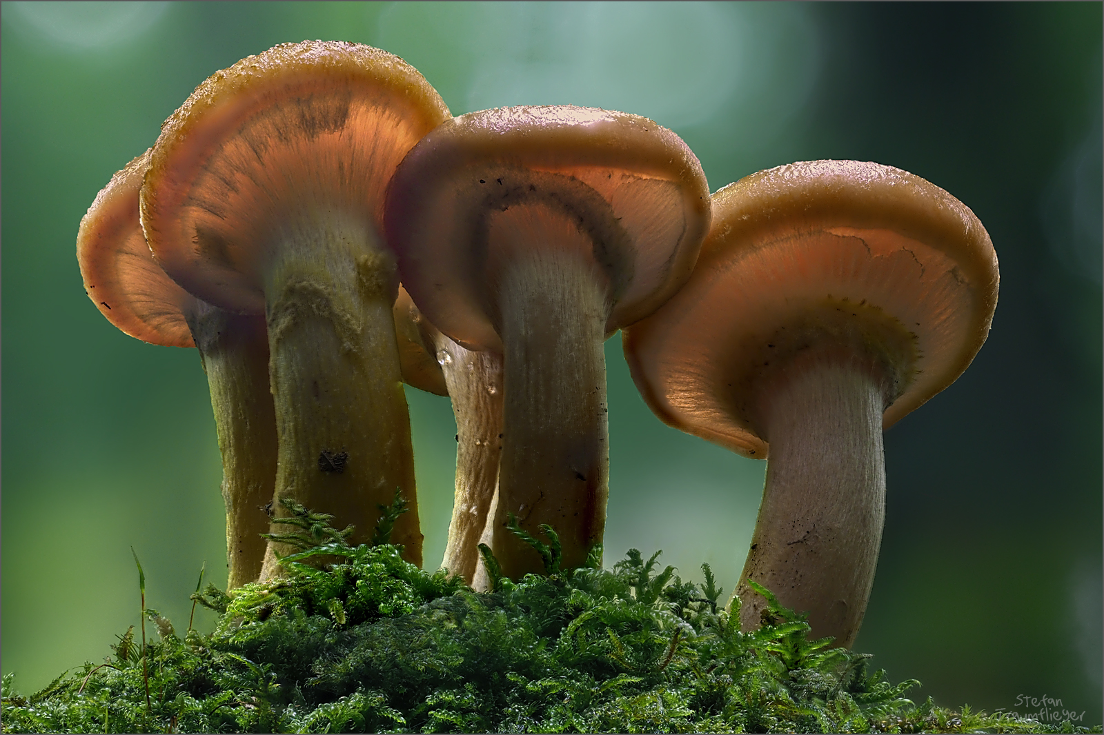 Hallimasch Foto & Bild | pflanzen, pilze & flechten, pilze & flechten ...