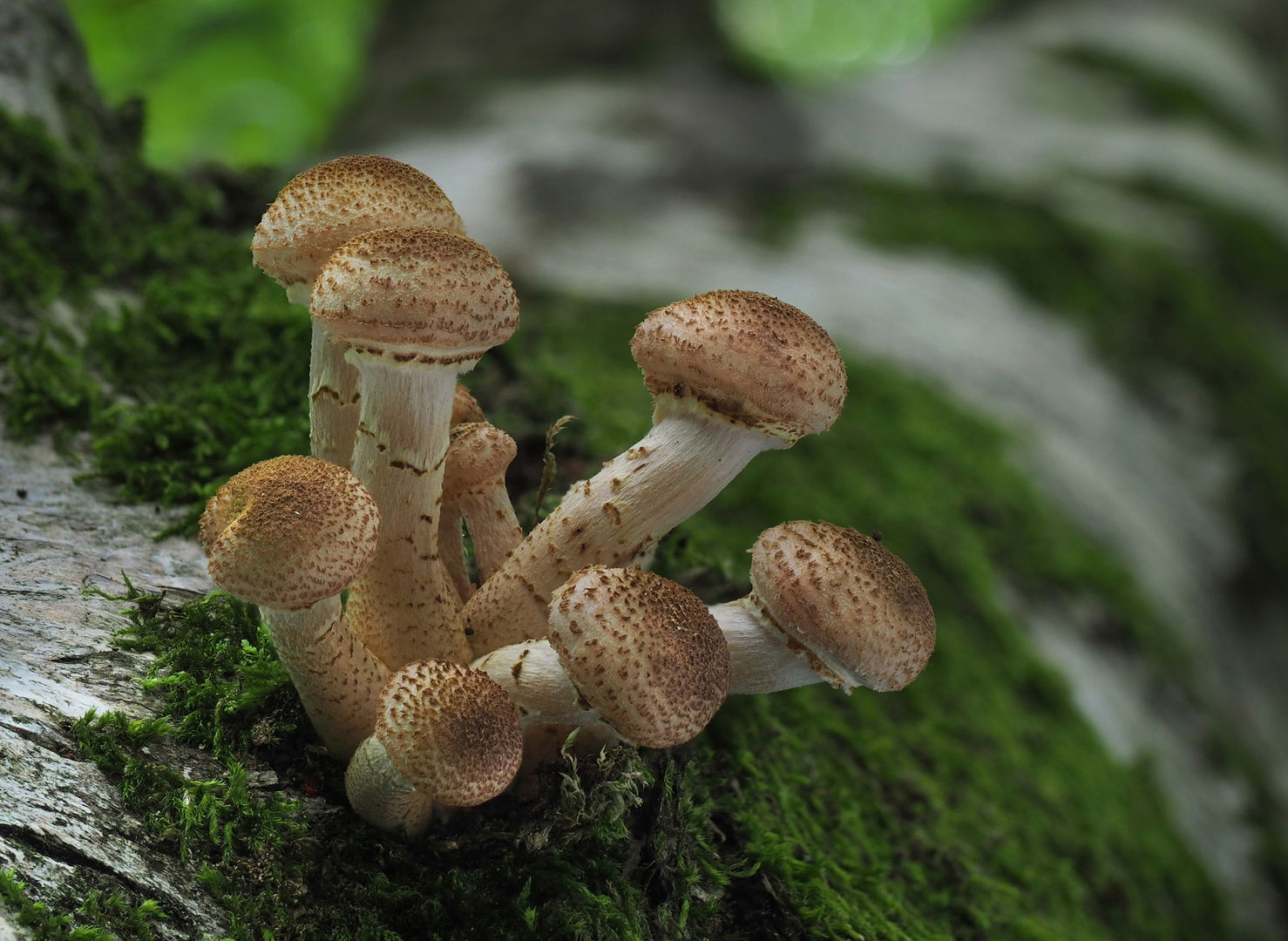 Hallimasch Foto & Bild | wald, makro, natur Bilder auf fotocommunity