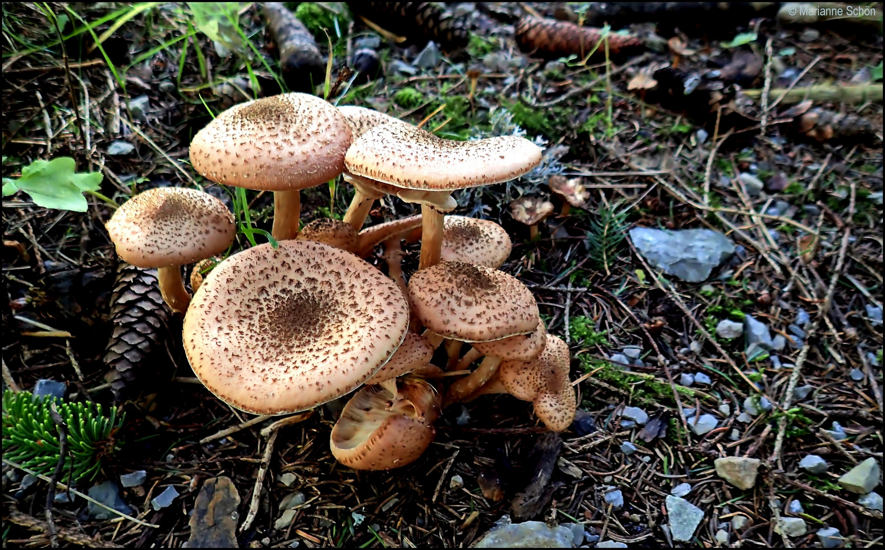 *Hallimasch* Foto & Bild | wald, olympus, pilze Bilder auf fotocommunity