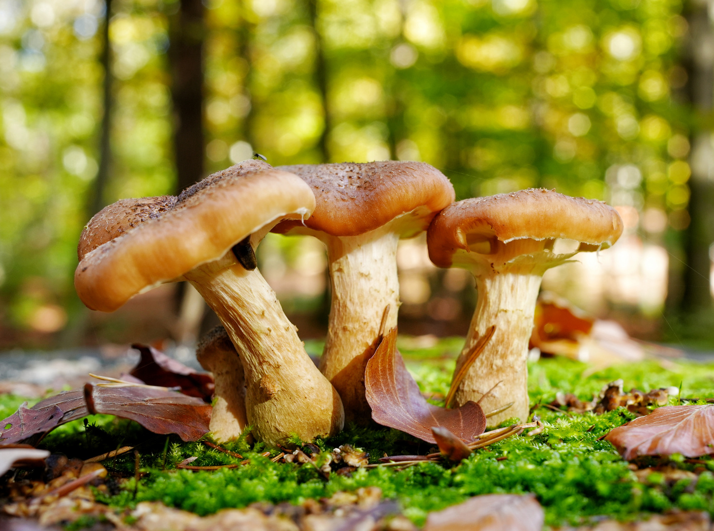 Hallimasch.... Foto & Bild | pflanzen, pilze & flechten, pilze ...