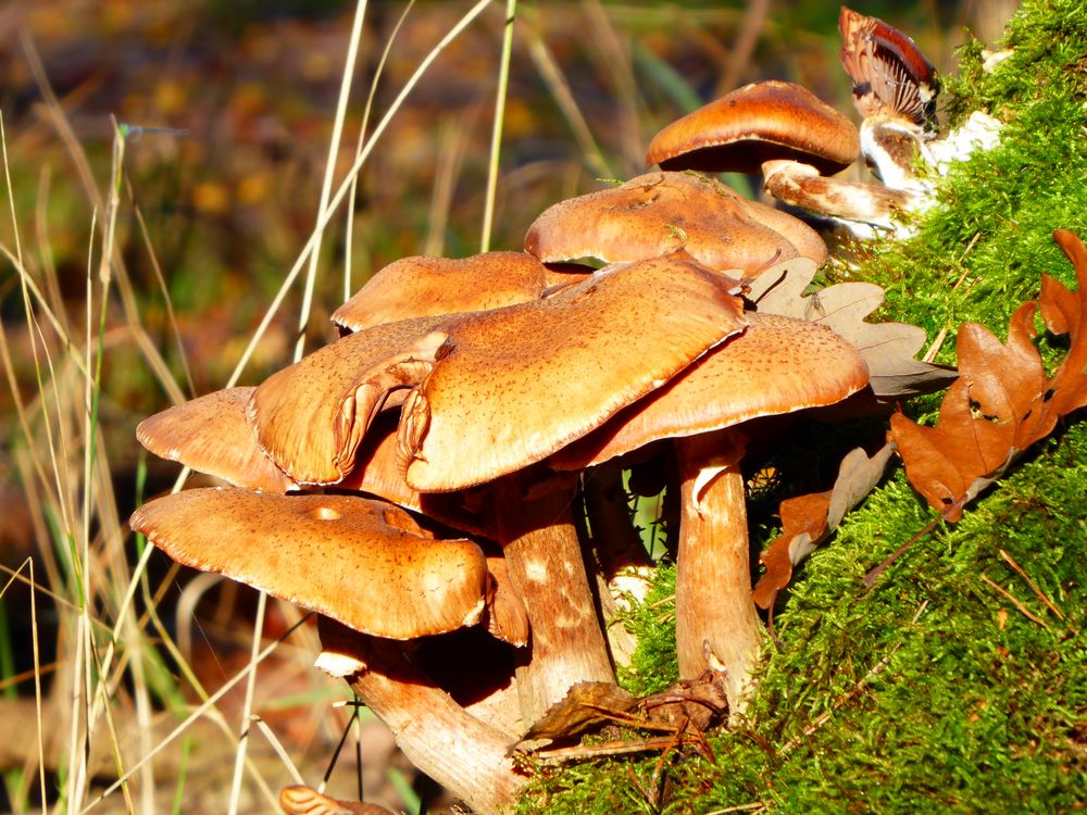 Hallimasch Foto & Bild | pflanzen, pilze & flechten, landschaft, pilze ...
