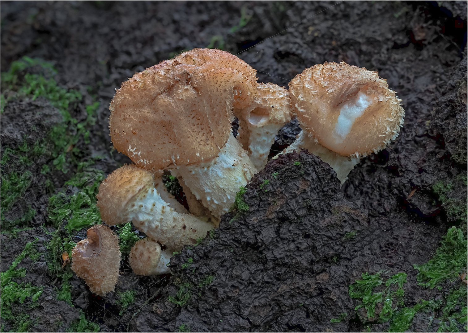 Hallimasch Foto & Bild | wald, makro, nahaufnahme Bilder auf fotocommunity