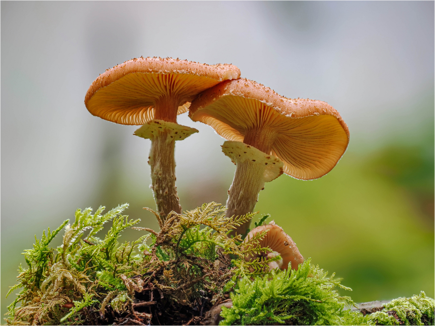 Hallimasch Foto & Bild | pflanzen, pilze & flechten, landschaft, pilze ...