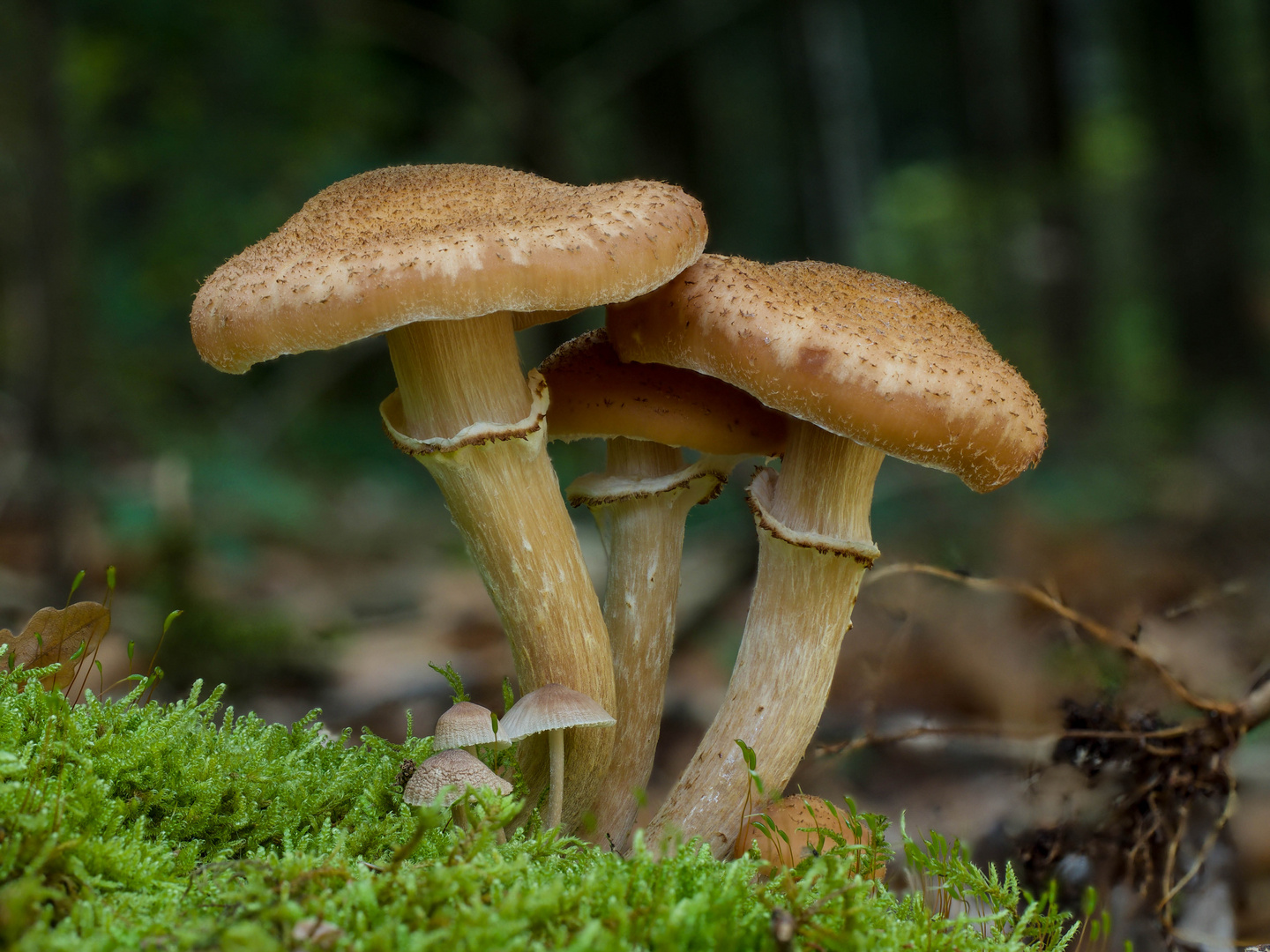 Hallimasch Foto & Bild | nature, wald, makro Bilder auf fotocommunity