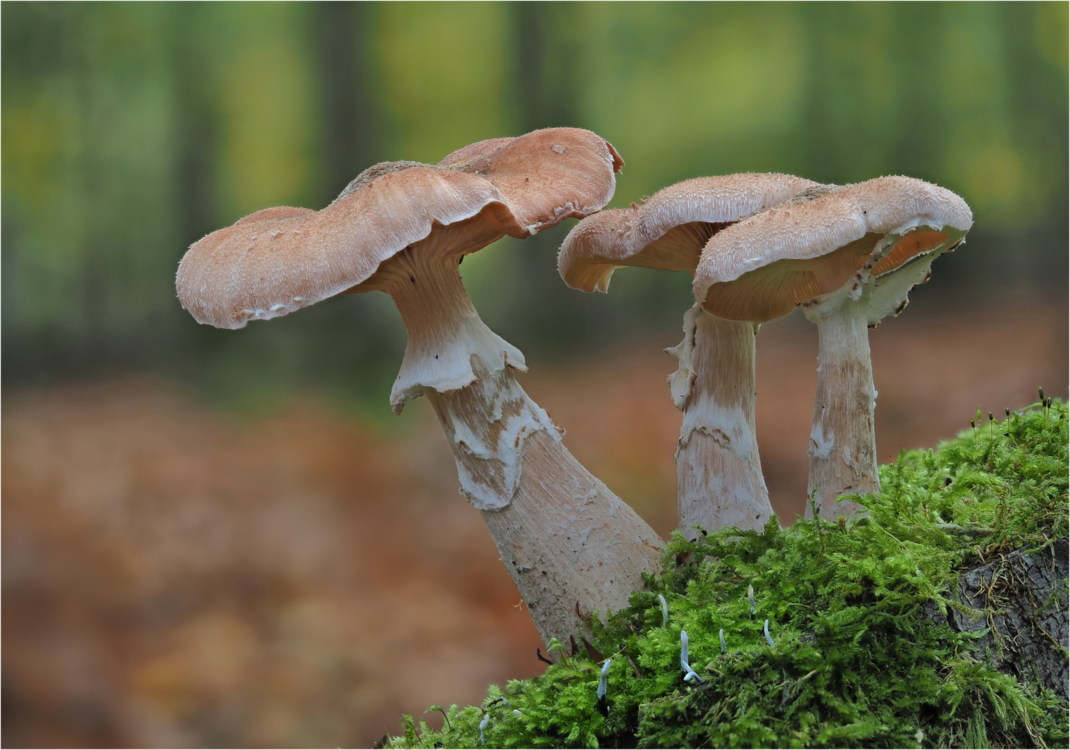 Hallimasch Foto & Bild | wald, makro, natur Bilder auf fotocommunity