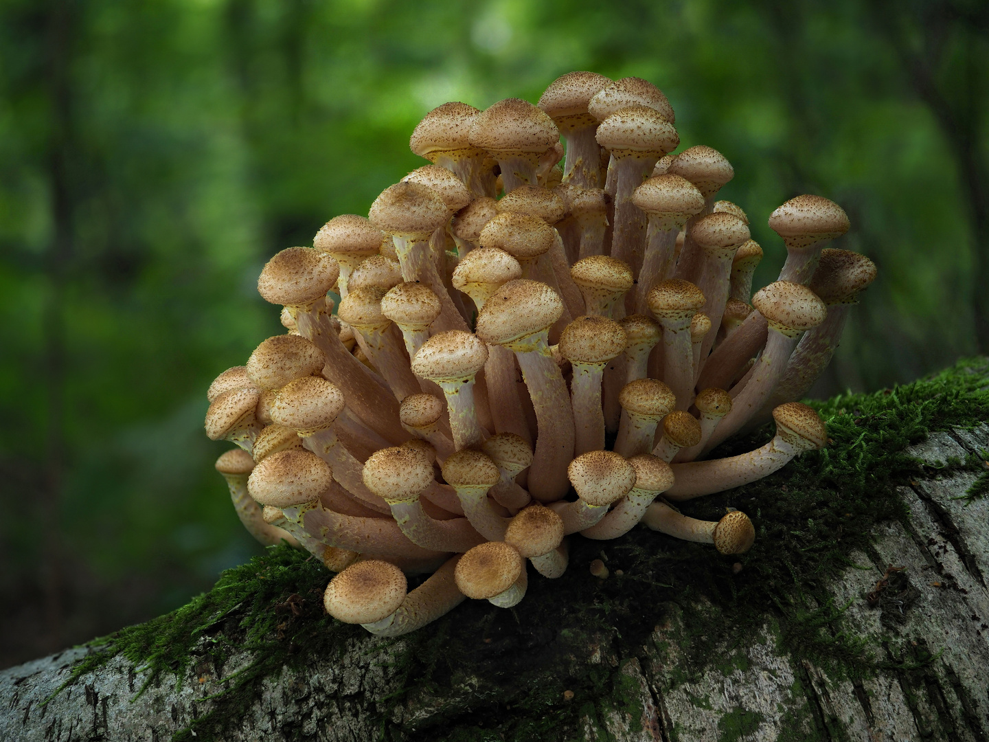 Hallimasch Foto & Bild | wald, sommer, makro Bilder auf fotocommunity