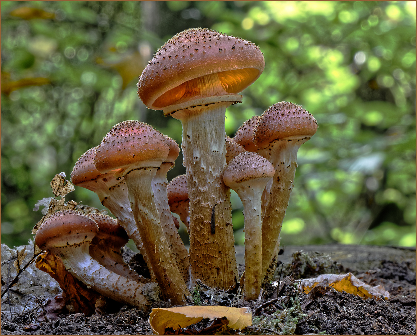 Hallimasch Foto & Bild | wald, natur, herbst Bilder auf fotocommunity