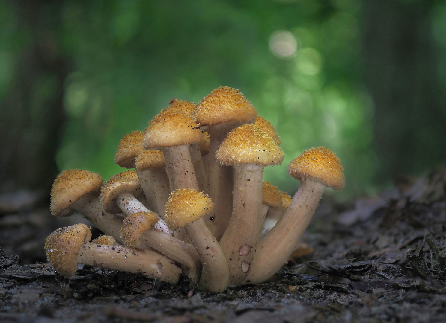 Hallimasch Foto & Bild | wald, sommer, makro Bilder auf fotocommunity