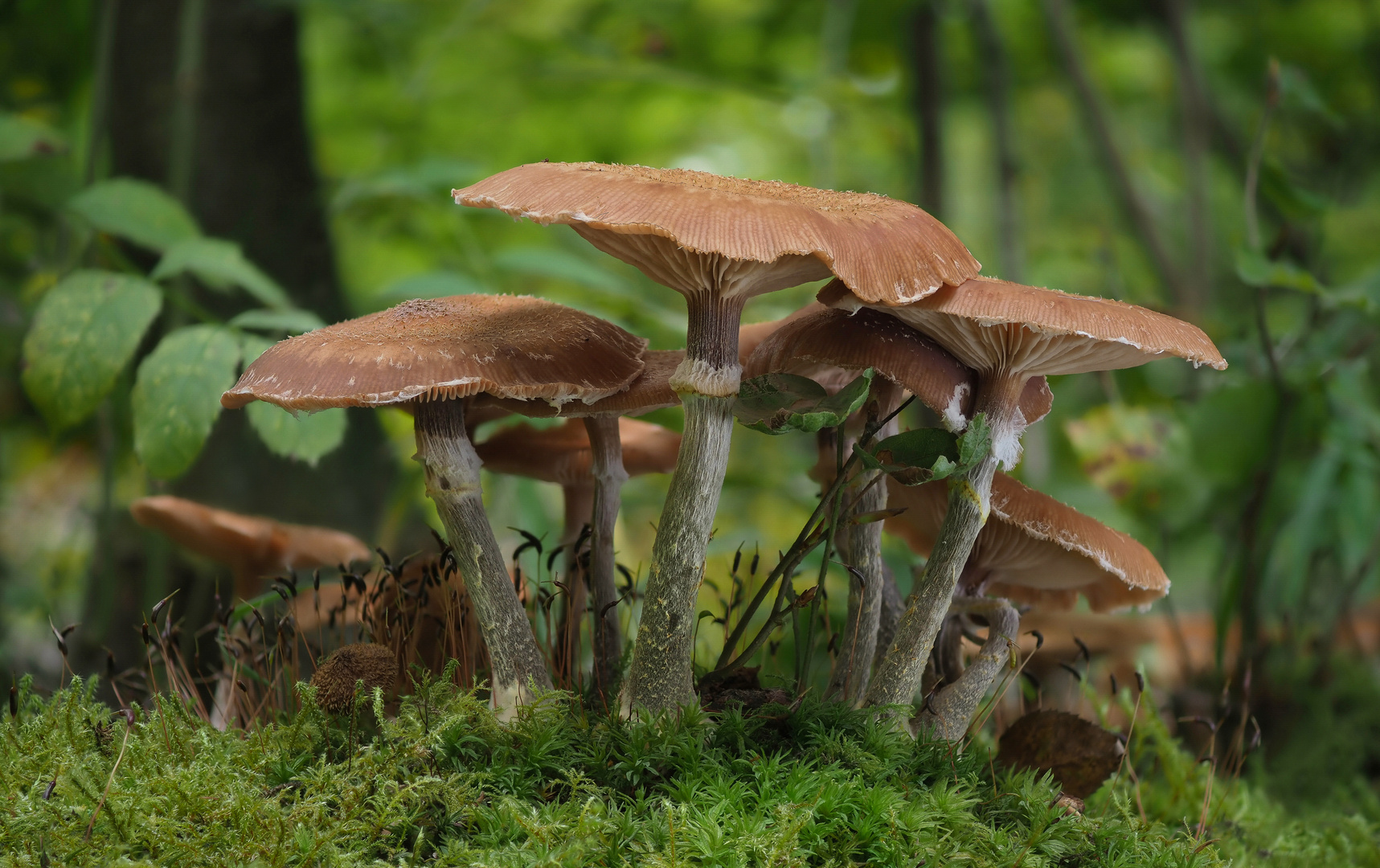 Hallimasch Foto & Bild | wald, makro, natur Bilder auf fotocommunity