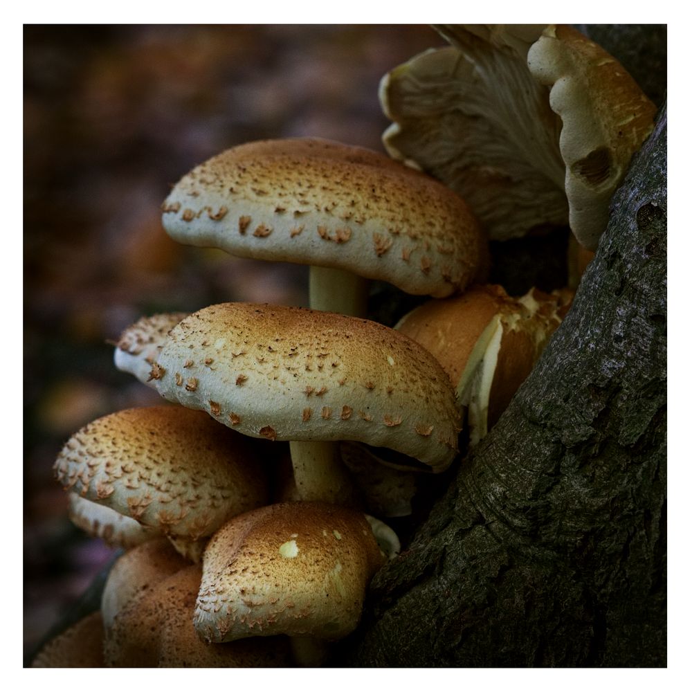 Hallimasch Foto & Bild | baum, natur, pilz Bilder auf fotocommunity