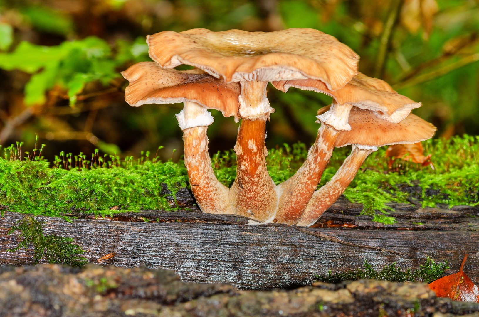 Hallimasch (Armillaria ostoyae) Foto & Bild | pflanzen, pilze ...
