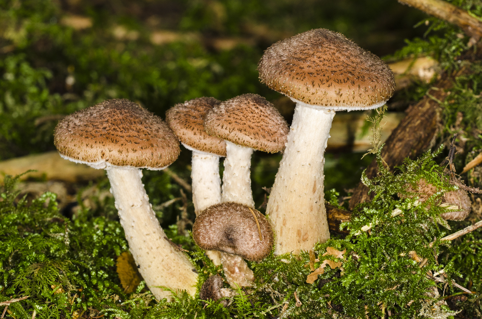 Hallimasch (Armillaria ostoyae) Foto & Bild | pflanzen, pilze ...