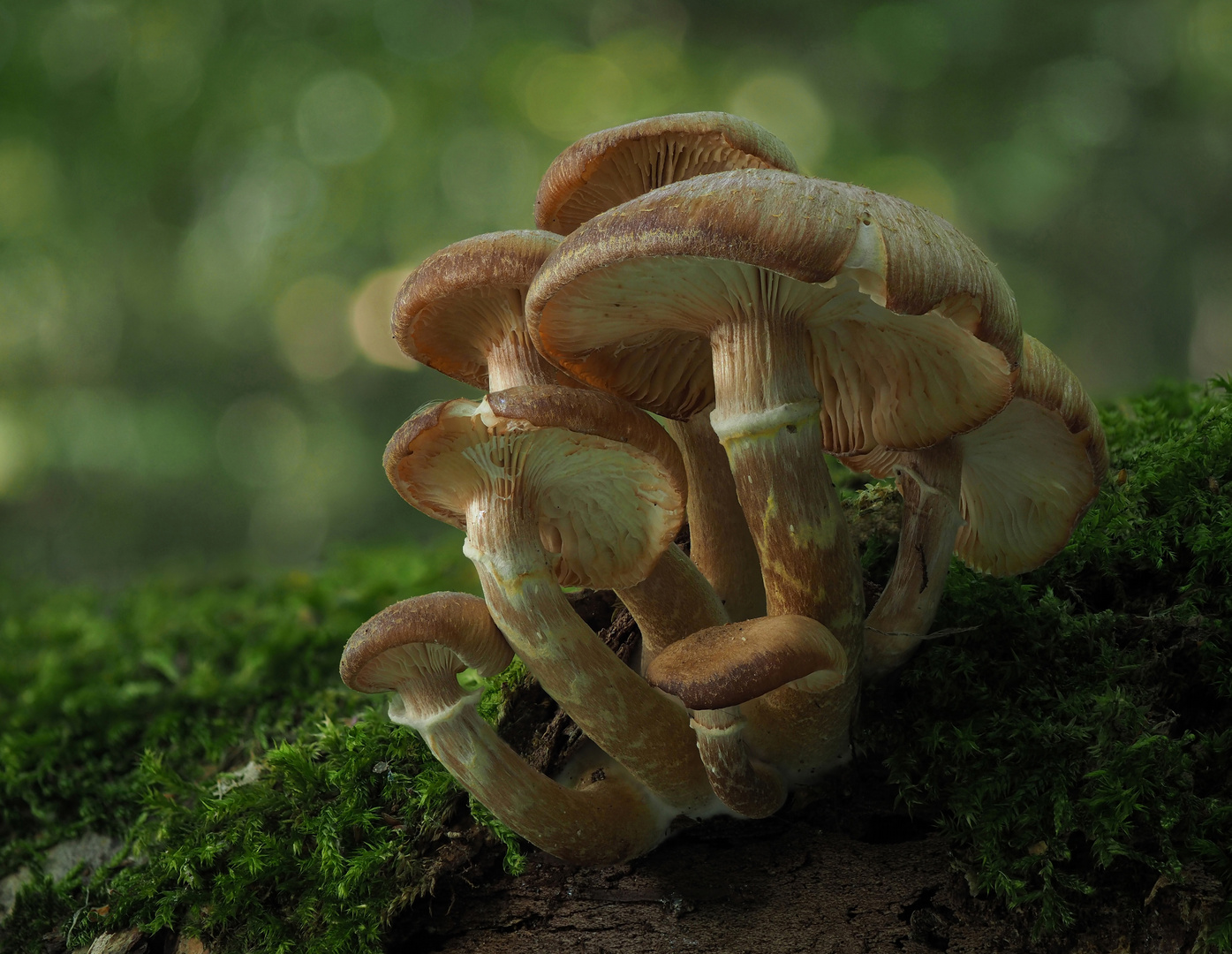 Hallimasch Foto & Bild | wald, makro, natur Bilder auf fotocommunity