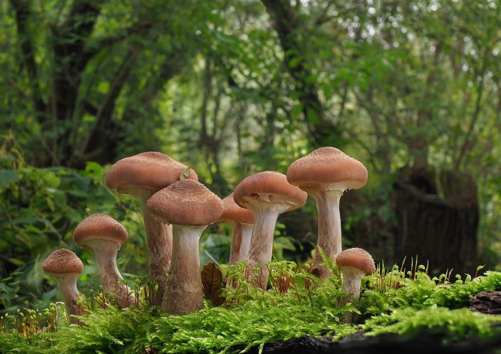 Hallimasch Foto & Bild | wald, makro, natur Bilder auf fotocommunity