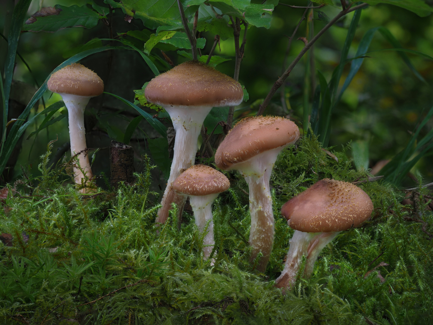 Hallimasch Foto & Bild | wald, makro, natur Bilder auf fotocommunity