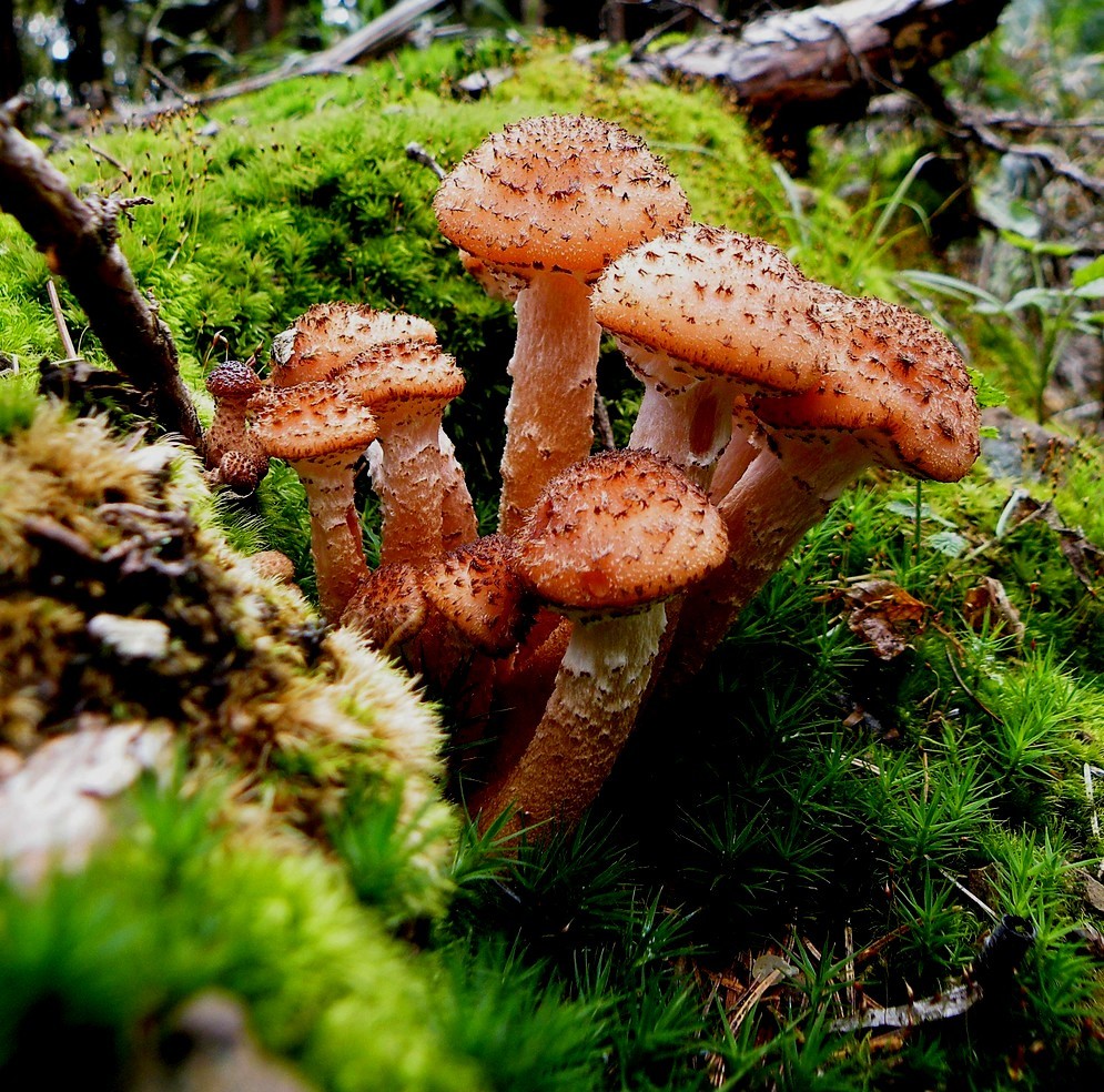 Hallimasch Foto & Bild | pflanzen, pilze & flechten, pilze & flechten ...