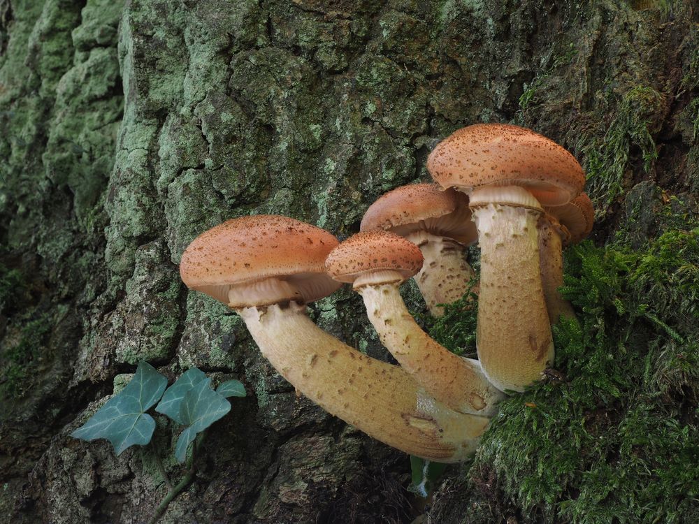 Hallimasch Foto & Bild | wald, makro, natur Bilder auf fotocommunity