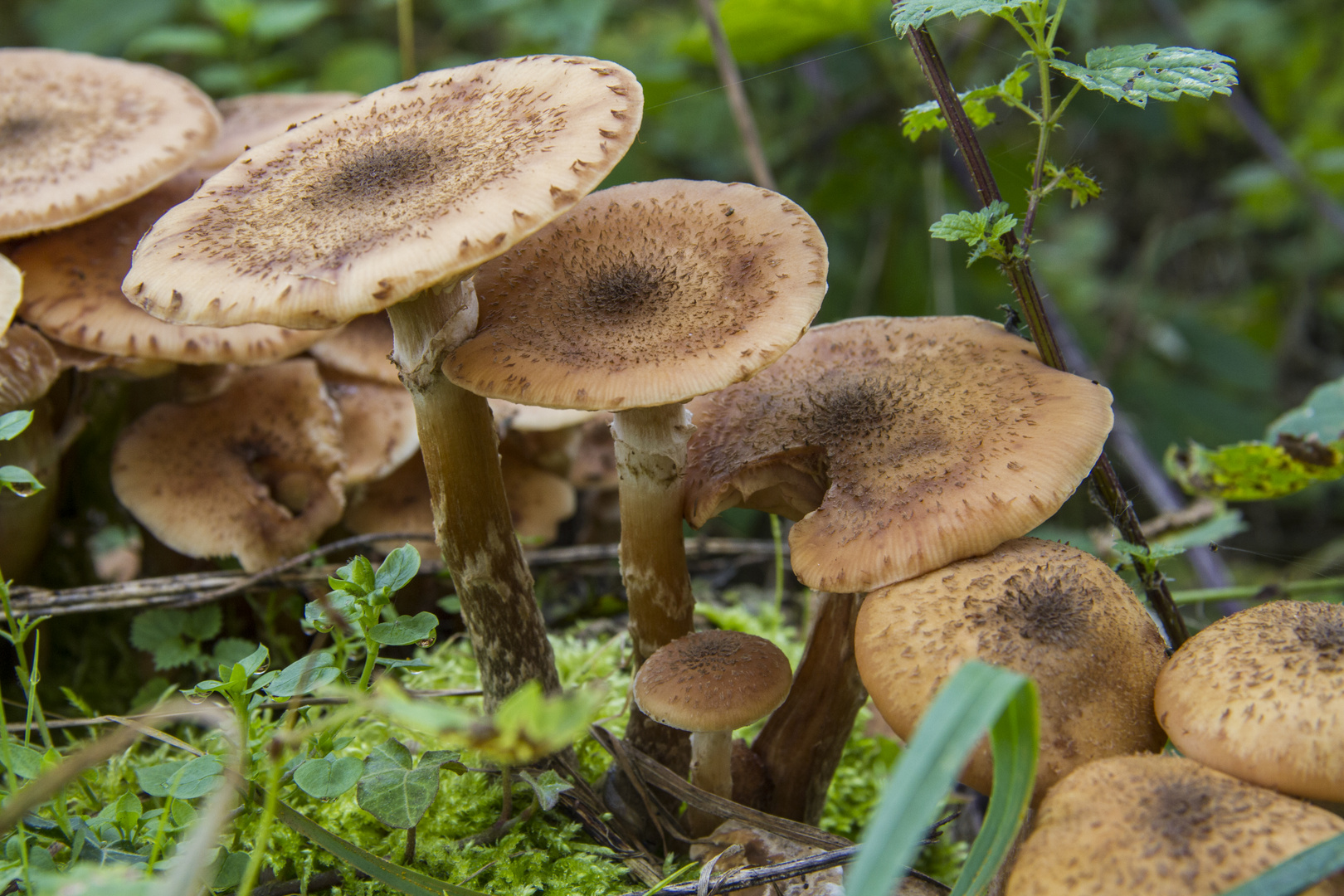 Hallimasch-Großfamilie im Grünen Foto & Bild | pflanzen, pilze ...