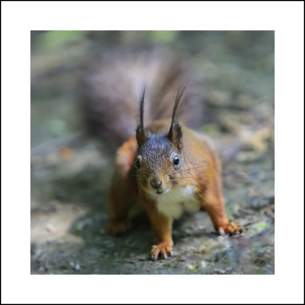 Halllooo Foto & Bild | eichhörnchen, natur, tiere Bilder auf fotocommunity