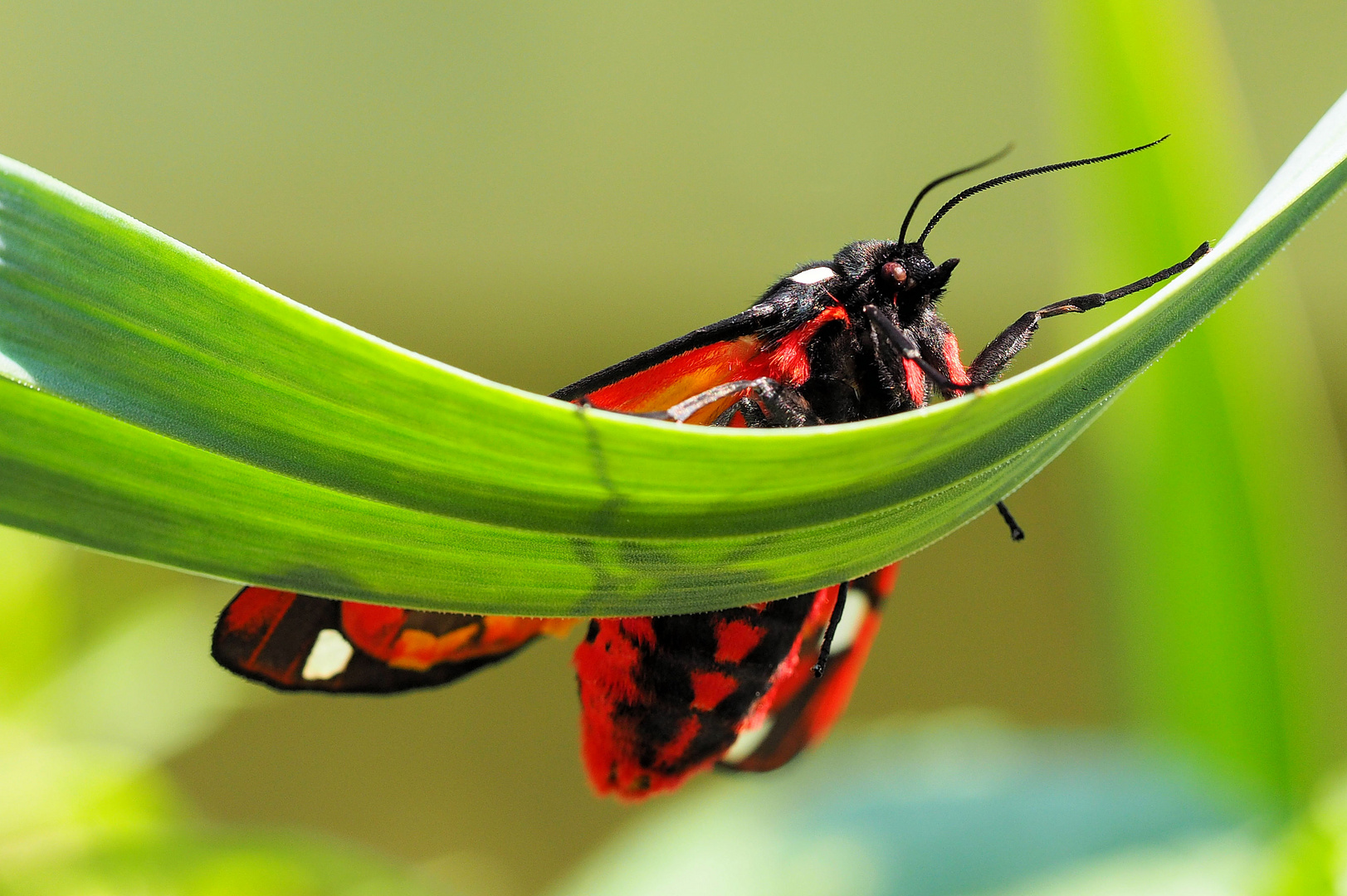 Hallloooo Foto & Bild | fotos, natur, insekt Bilder auf fotocommunity