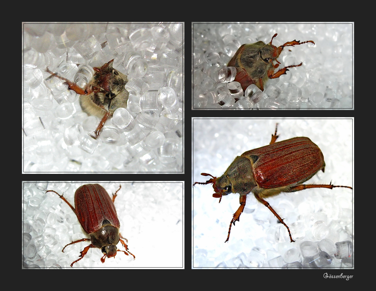 Hallloooo ... bin ich zu früh !!! Foto & Bild | tiere, wildlife ...