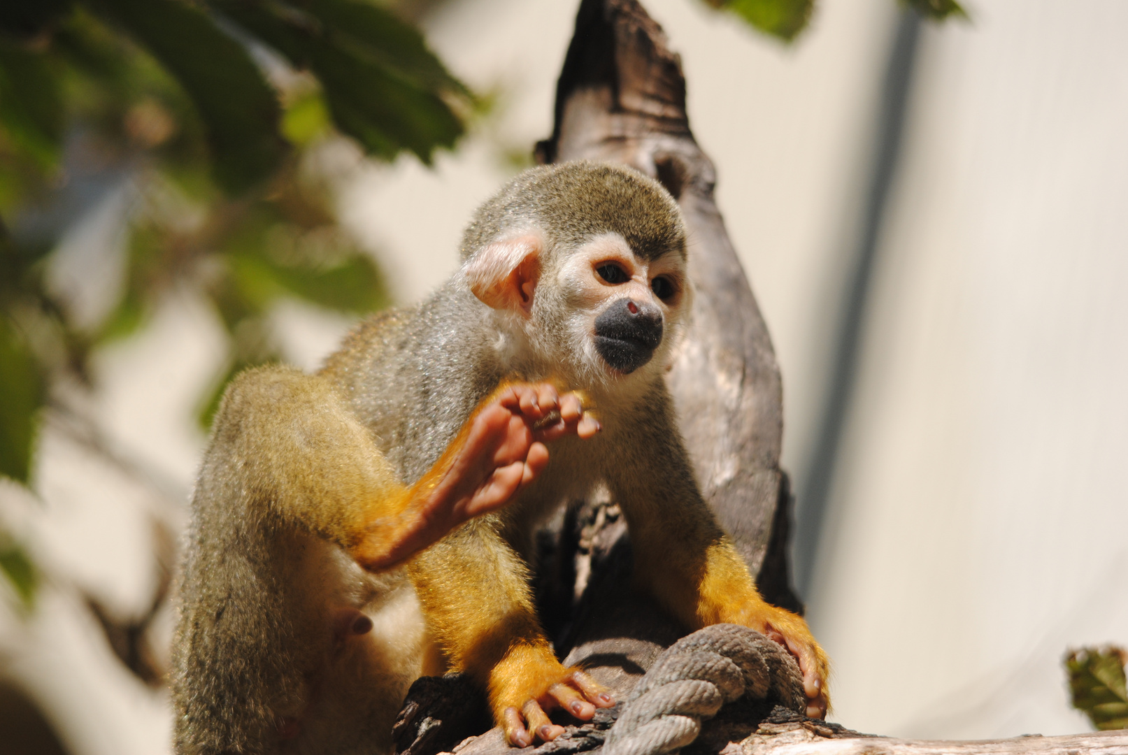 Hallo Foto & Bild | tiere, zoo, wildpark & falknerei, säugetiere Bilder ...