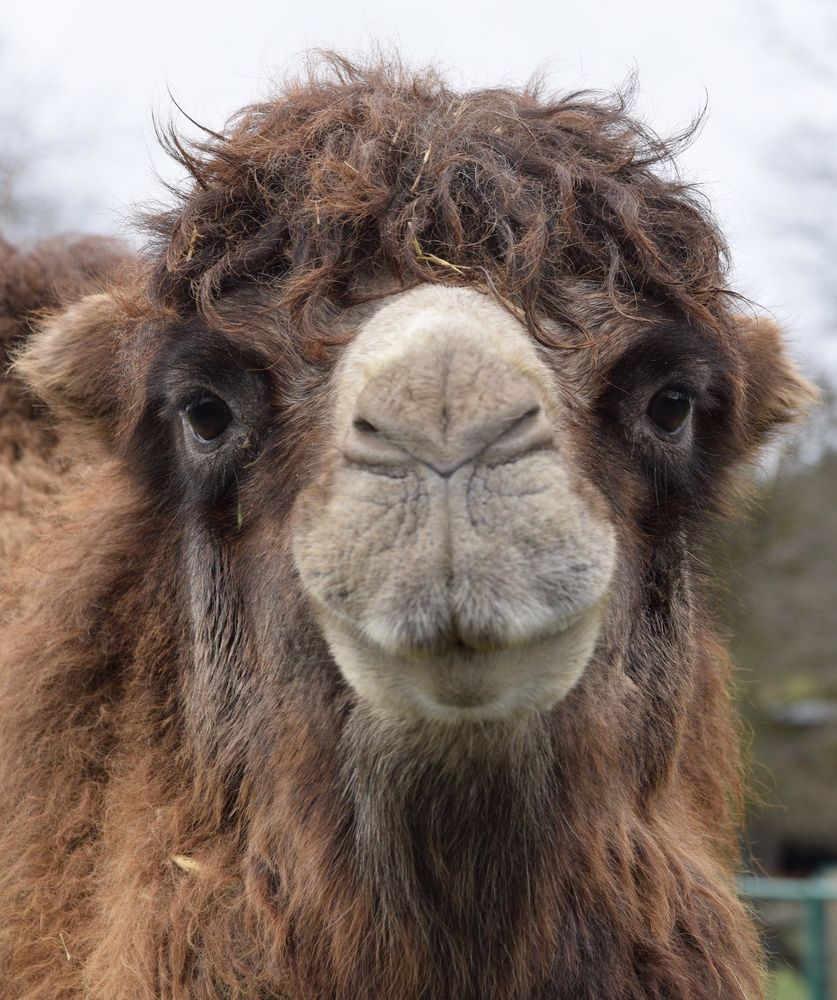 Hallo Du! Foto & Bild | tiere, zoo, kamel Bilder auf fotocommunity