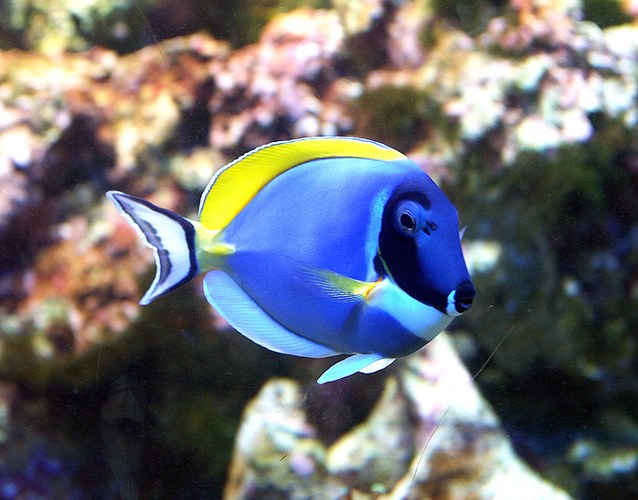 Hallo, ich bin Dorie... Foto & Bild | tiere, zoo, wildpark & falknerei ...