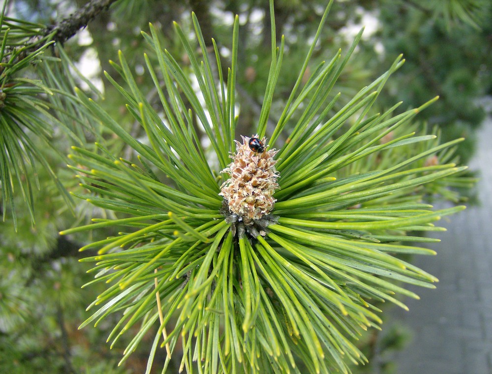 hallo kleiner käfer Foto & Bild | tiere, wildlife, insekten Bilder auf ...