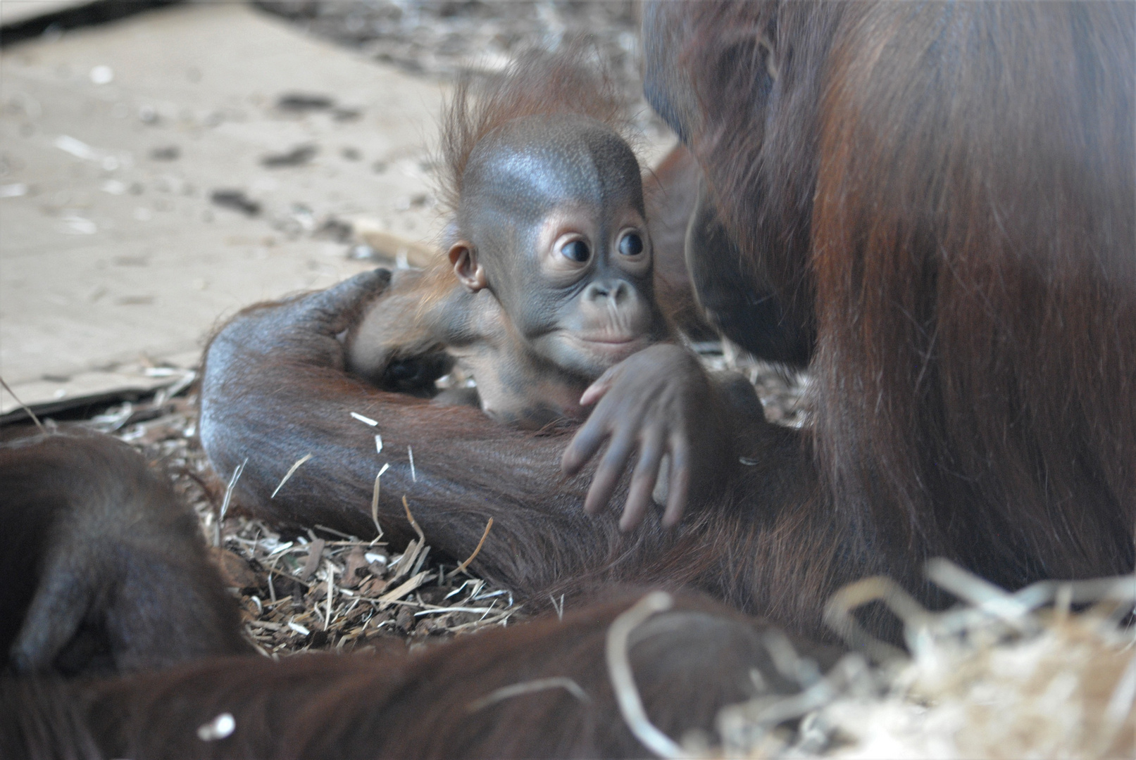 Hallo Mama Foto & Bild | tiere, zoo, wildpark & falknerei, säugetiere ... Hallo Mama Foto & Bild | tiere, zoo, wildpark & falknerei, säugetiere ...