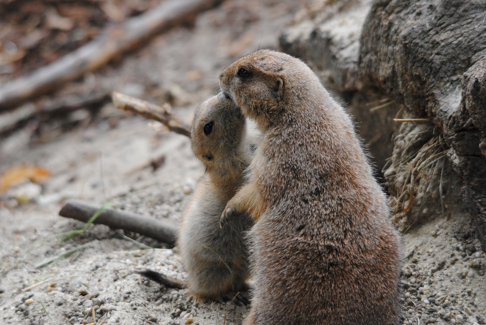 Hallo Mama Foto & Bild | tiere, zoo, wildpark & falknerei, säugetiere ...